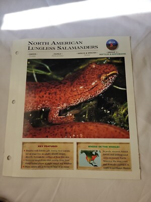 Wildlife Explorer Card 5 Group 3 Reptiles Amphibians Lungless ...