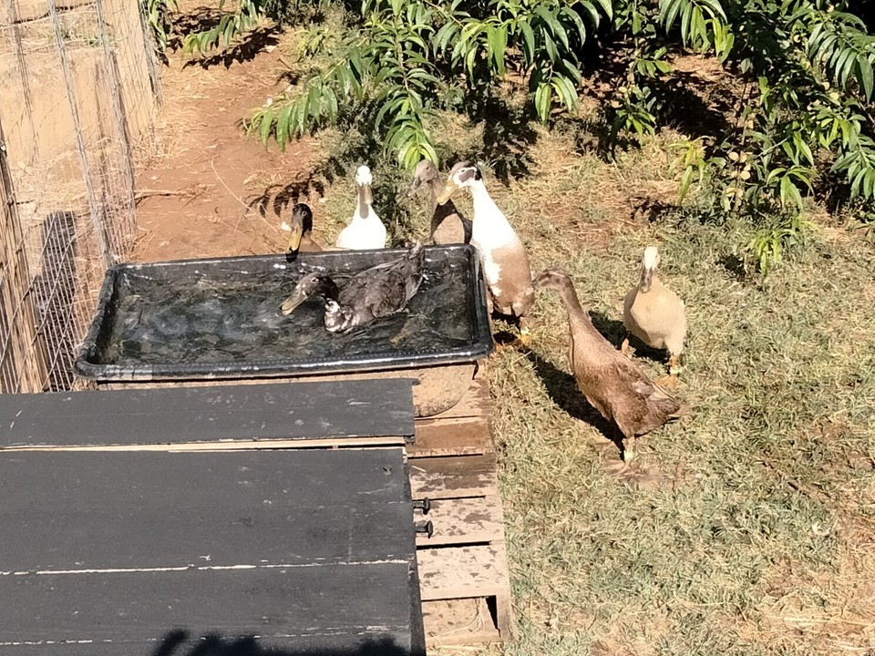 ***NEW*** 3+ FERTILE INDIAN RUNNER DUCK HATCHING EGGS, LAYED DAILY GOOD ...