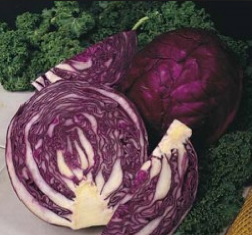 Cabbage, Red Acre Fresh Hand-Packaged Seeds NON GMO | eBay