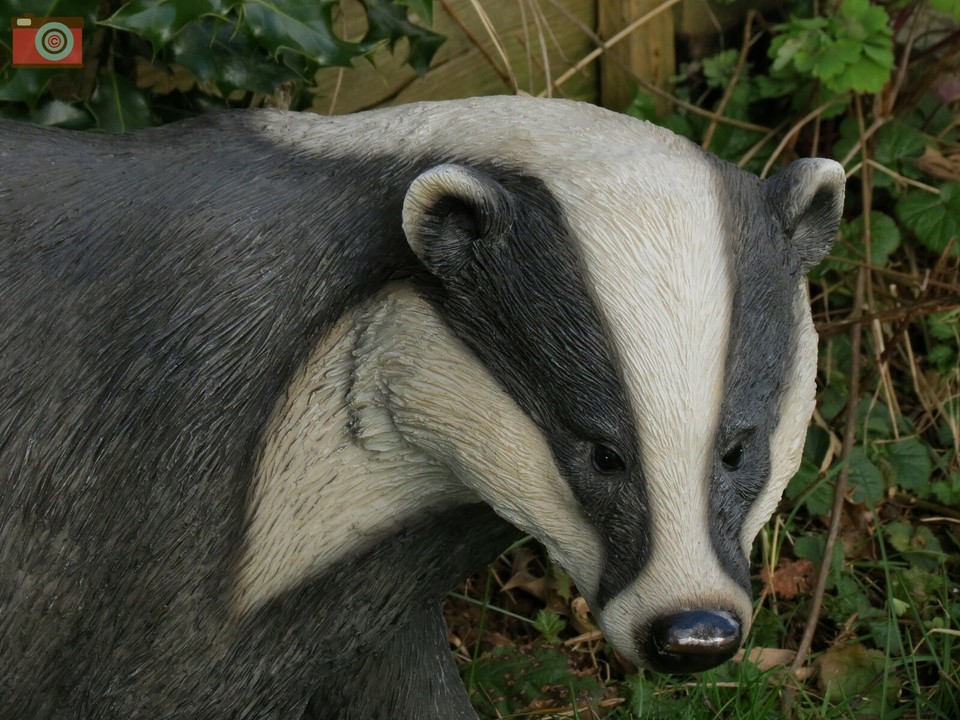 LIFE SIZE BADGER. Stunning Home & Garden Ornament. Very Realistic ...