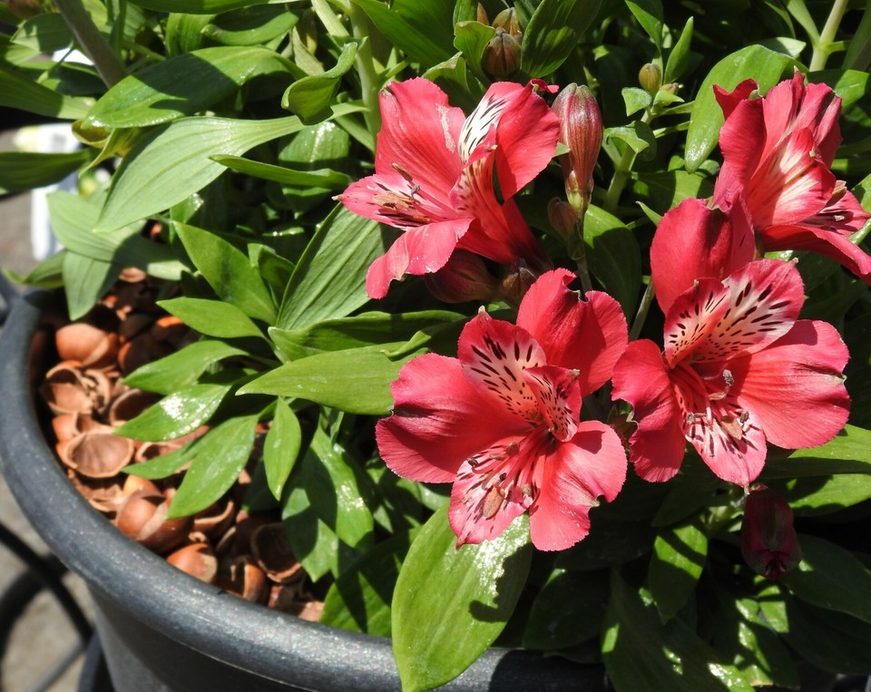 Hazel Shell Mulch - Amendment Product - 6 lbs. | eBay