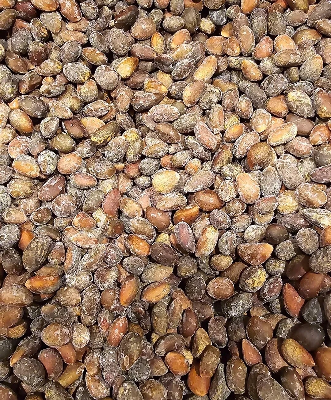 Roasted & Salted New Mexico Pinon Nuts 1 lb bag 2024 Crop | eBay