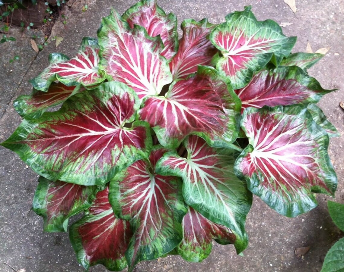 (2ct) Caladium Starburst Bulbs Limited | eBay