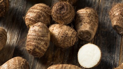 3 LIVE Kalo Eddo Colocasia Esculenta Gabi Elephant Ear Taro Bulbs READY ...