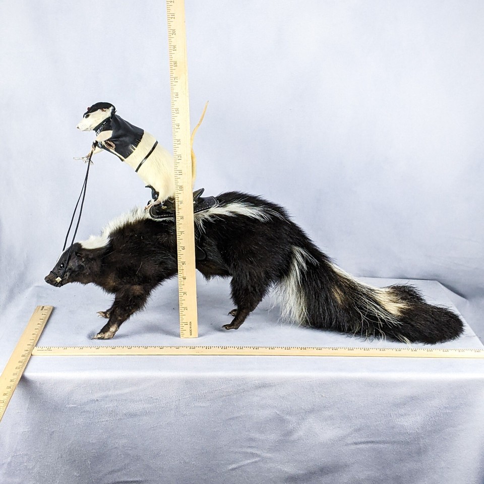 Cowboy Rat and Skunk Wild West Taxidermy Oddities Curiosities Display ...