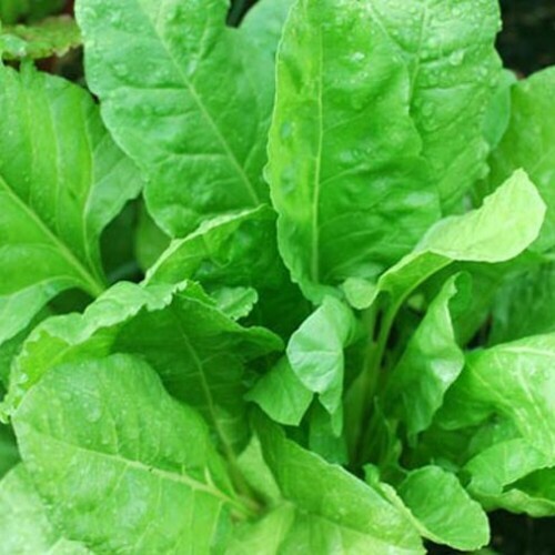 All Season, Indian, Bangladeshi Spinach, Palong Shak, Palak, Palon Sak ...