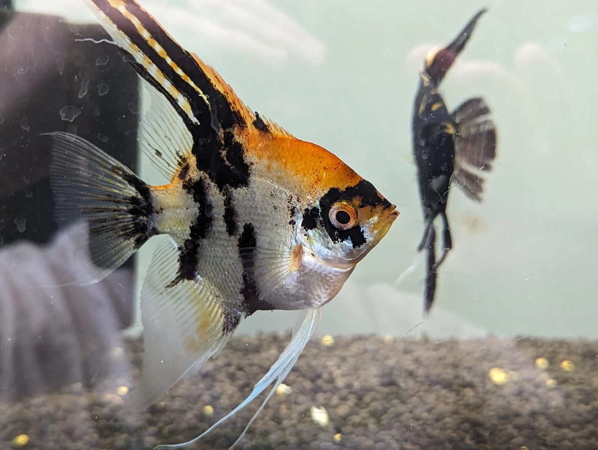 Freshwater Marble Angelfish