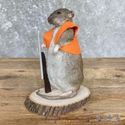#26407 P | Hunting Rat Novelty Taxidermy Mount For Sale | eBay