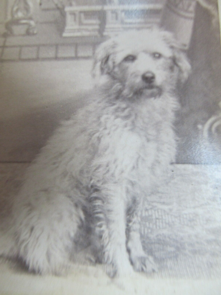 Rare Victorian Antique 1875 Carte de Visite, Large Furry Dog, Charley ...