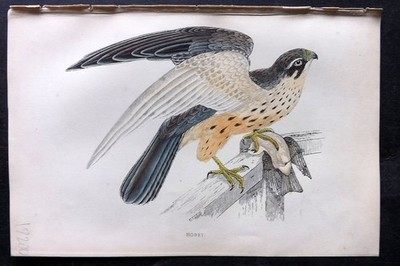 Francis Morris 1867 Hand Col Bird Print. Hobby | eBay