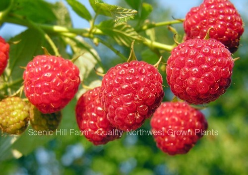Heritage Everbearing Raspberry Bare Root Plants - Free Shipping | eBay