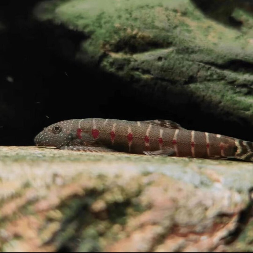 💥RARE FISH💥Red Diamond Loach💍💥Live Aquarium Fish - 💍💥High Grade A+++💍💥 ...