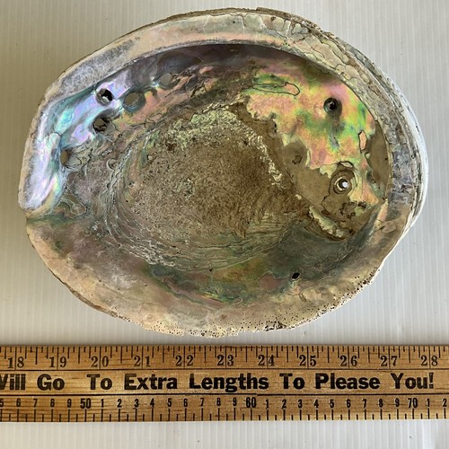 Vintage Abalone Shell Massive 9" Long x 7-1/4" Wide | eBay