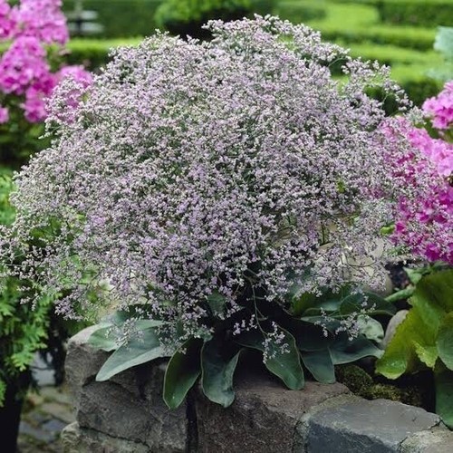 STATICE LATIFOLIUM 25 seeds Sea Lavender-Fairy Statice BLUE Perennial ...