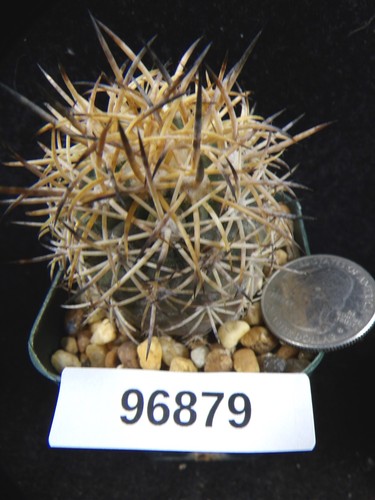 Copiapoa Tigrillensis Uncommon Live Cactus Cacti Succulent Plant 96879 ...