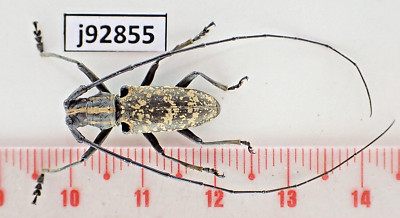 j92855. Insects, butterflies: Cerambycidae sp. South Vietnam. Lam Dong ...