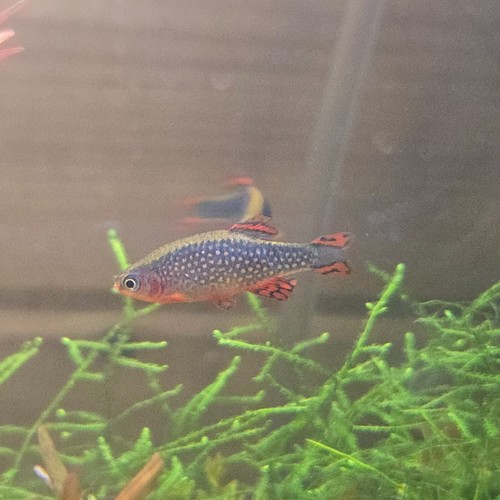 Celestial Pearl Danio CPD 6+2 Live Freshwater Aquarium Fish Colorful ...