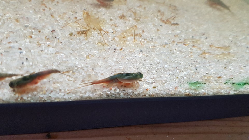 Triops Australiansis green prehistoric crayfish with approx. 50 eggs ...