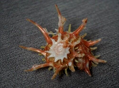 Angaria vicdani 48.5 mm F+++ beautiful curly spikes collection WOW!! | eBay