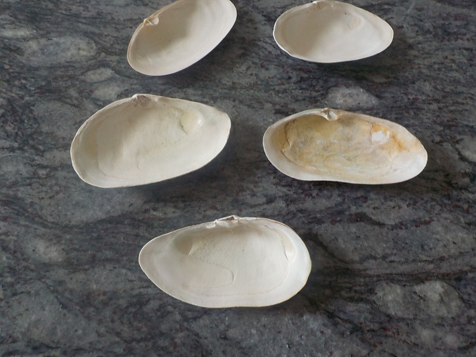 Collection Of 5 Natural Large Clam Shells for Craft Projects From NW ...