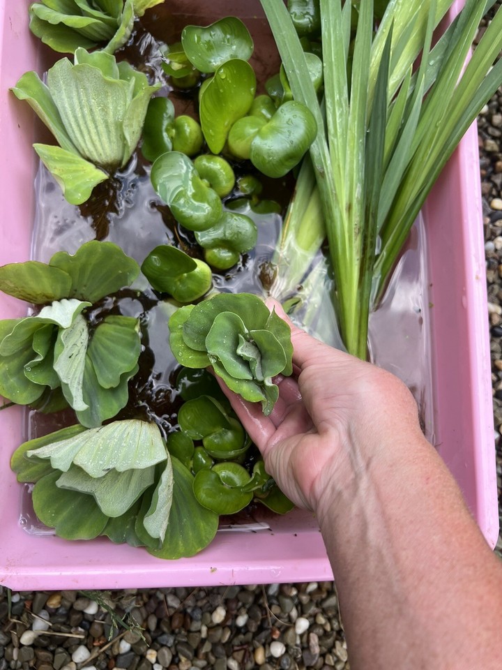 20pc KOI POND COMBO Lizard Tail Water Lettuce Hyacinth Iris Watercress ...