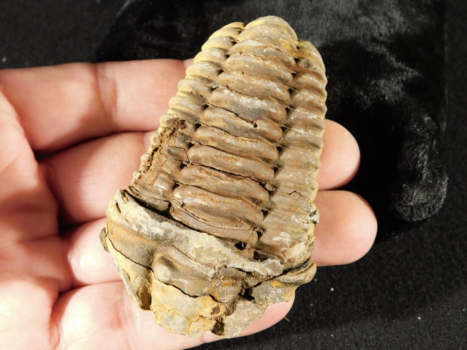 Big! 460 MILLION Year Old! AAA Flexicalymene TRILOBITE Fossil Morocco ...