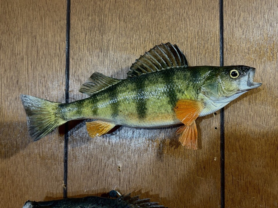 Crappie Bluegill Perch Taxidermy Mount! | eBay