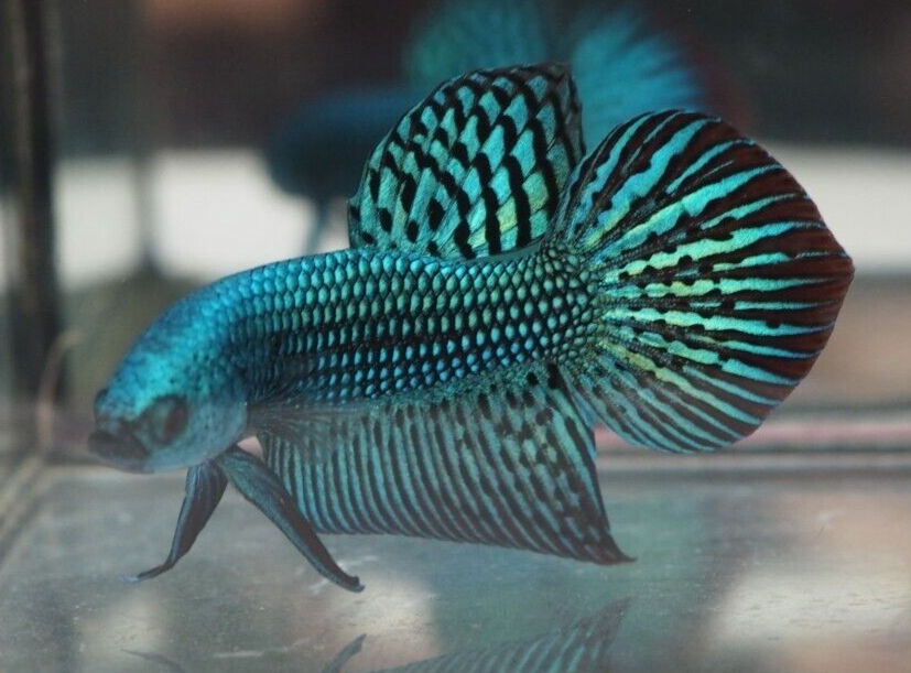 Wild Betta Fish Green Alien Male Quality Grade from TH * Stock Photo ...