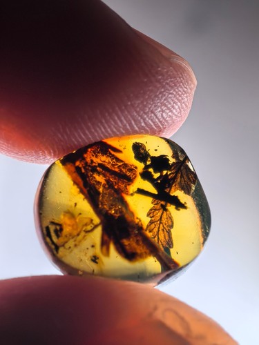 unknown plant flower&leaf Burmite Myanmar Burma Amber insect fossil ...