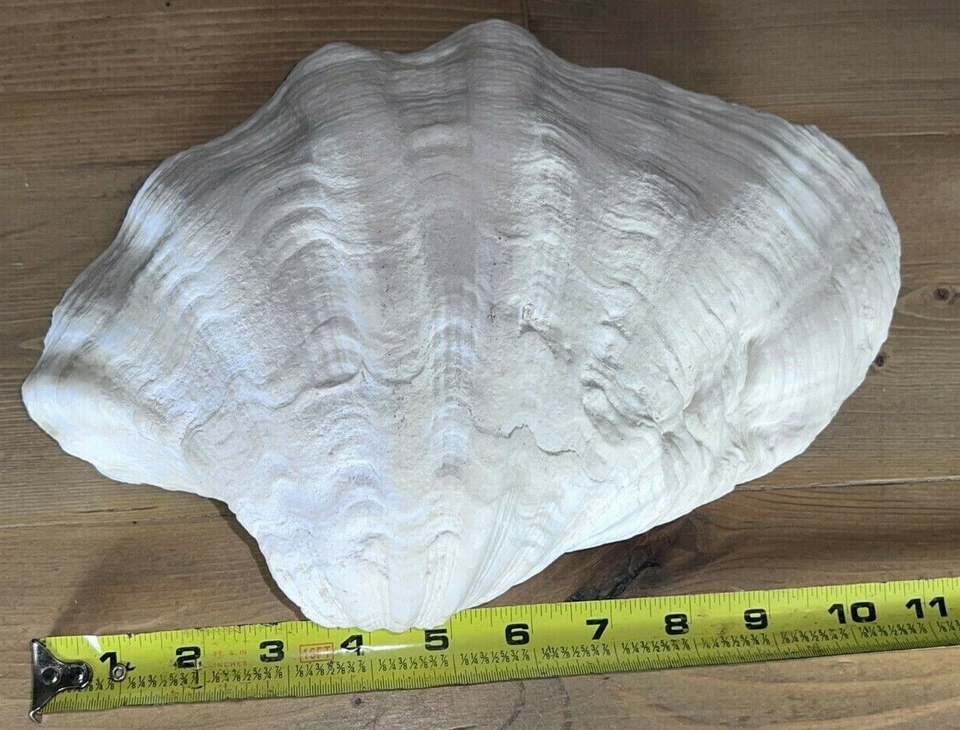 Natural Clam Shell Seashell Beach Nautical Ocean Decor Tridacna Gigas ...
