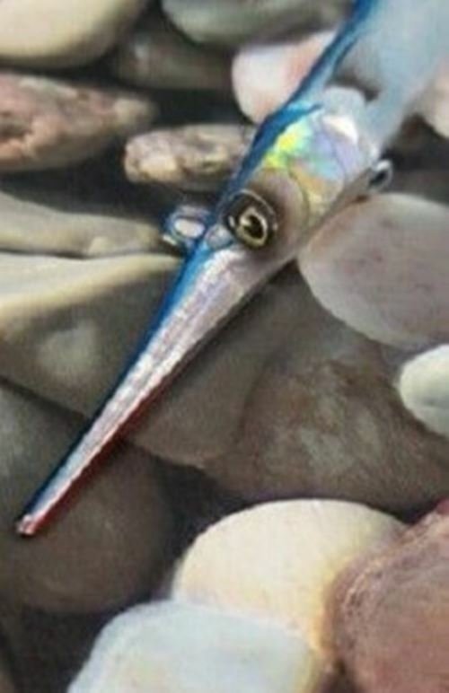Baby Needlefish