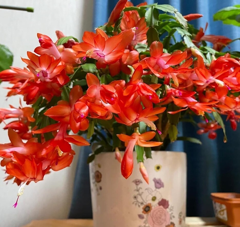 Red Thanksgiving Cactus Live Plant - 6-8" Tall - 4in pot ...