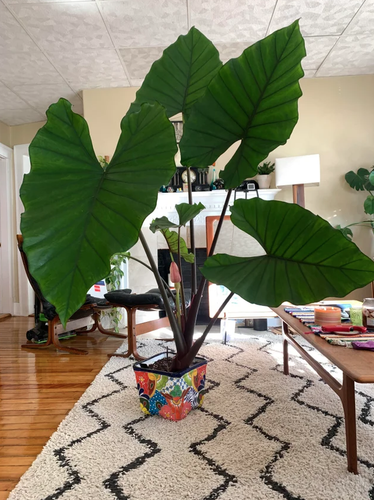 LIVE TROPICAL PLANT Alocasia Sumo Elephant Ear 3 ft tall plant | eBay