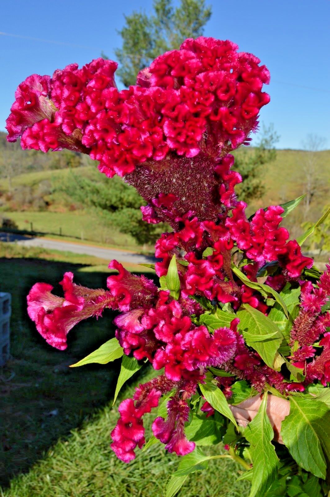 GIANT HAND OF GOD COCKS COMB COCKSCOMB / UNUSUAL / 4-5 FT STALKS WITH ...