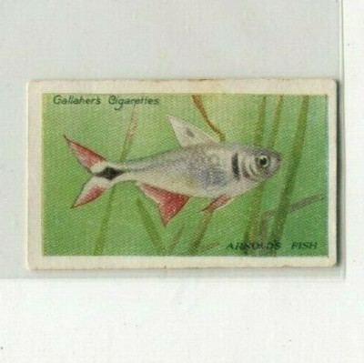 1924 Gallaher's Cigarettes Card The Zoo Aquarium #96 Arnolds Fish | eBay