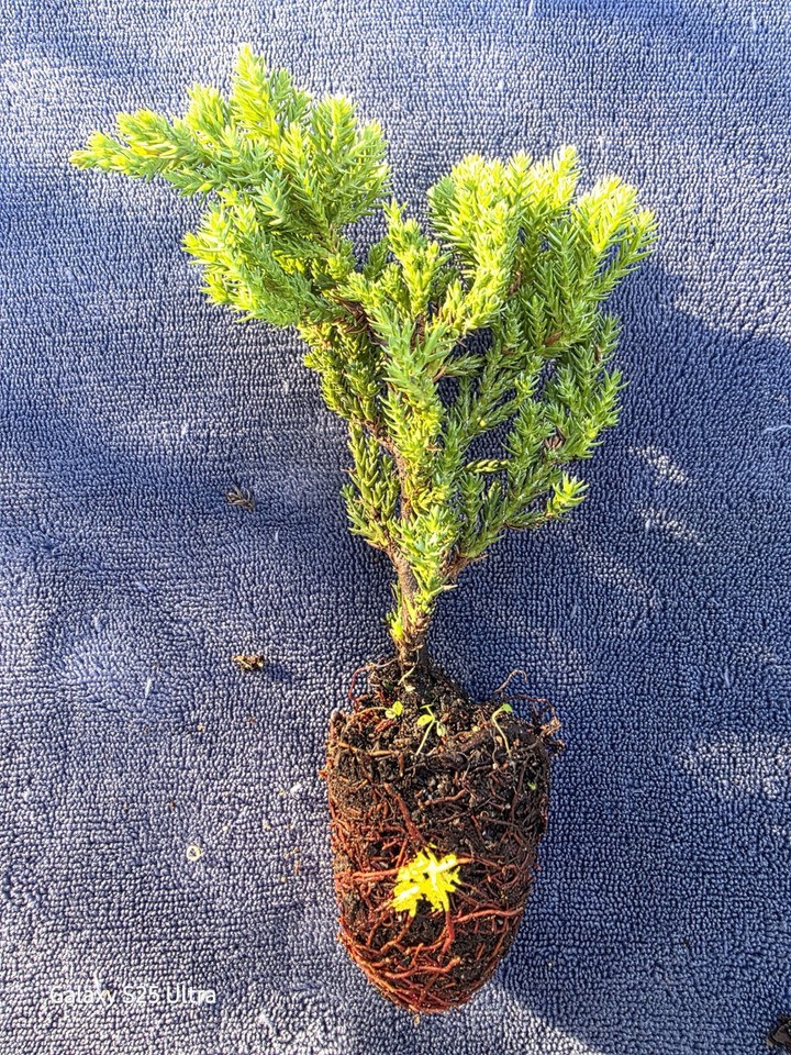 3 Young Juniper Bonsai Procumbens Nana Tree Ready to Train Live 4-5 ...