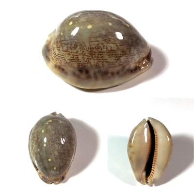 Cypraea arabica asiatica f. gibba, Thailand, 66,5 mm, MASSIVE SHELL | eBay