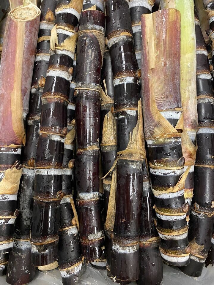 'SOFT CHEW BLACK' Sugar Cane Cuttings FRESH ORGANIC PLANT NOW | eBay