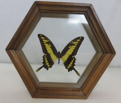 Yellow King Swallowtail Butterfly Specimen Wood+ Double Glass Shadow ...