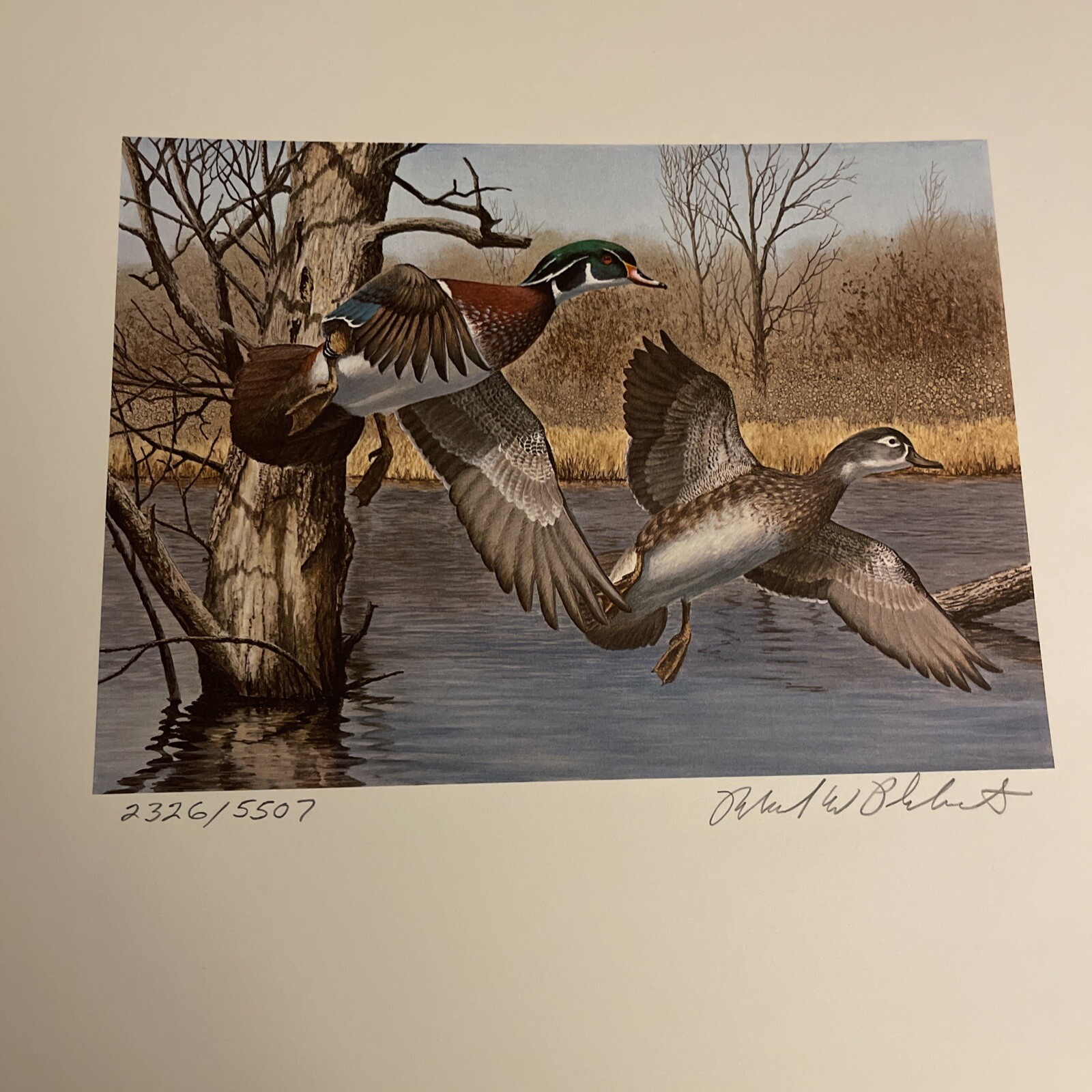 1983 NEW HAMPSHIRE State Duck Stamp Print Robert Plasschaert with Stamp ...
