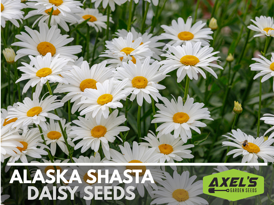 Alaska Shasta Daisy Heirloom Non-GMO Seeds | eBay