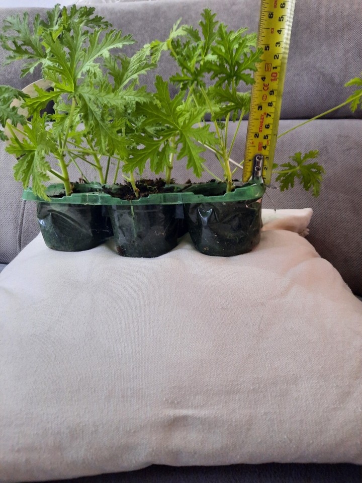 Geranium plant /Lemon geranium / pelargonium citronellum / Anginka ...