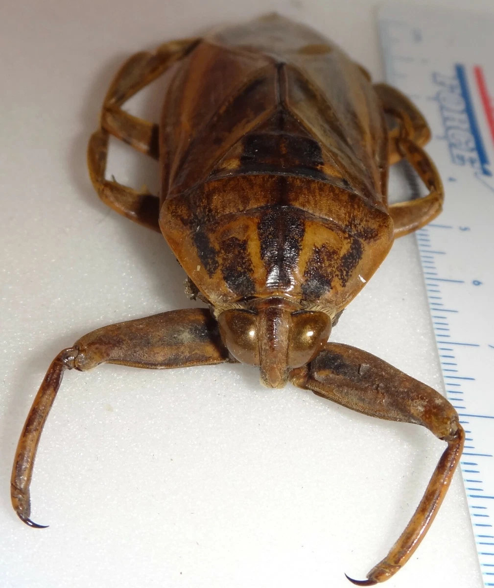 Belostomatidae Giant Water Bugs