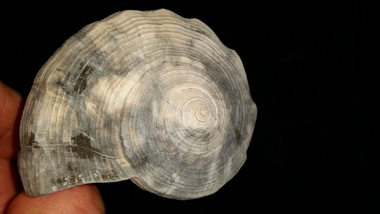 Fossil / Fossilized Whelk shell gastropod mollusk collectors collection ...
