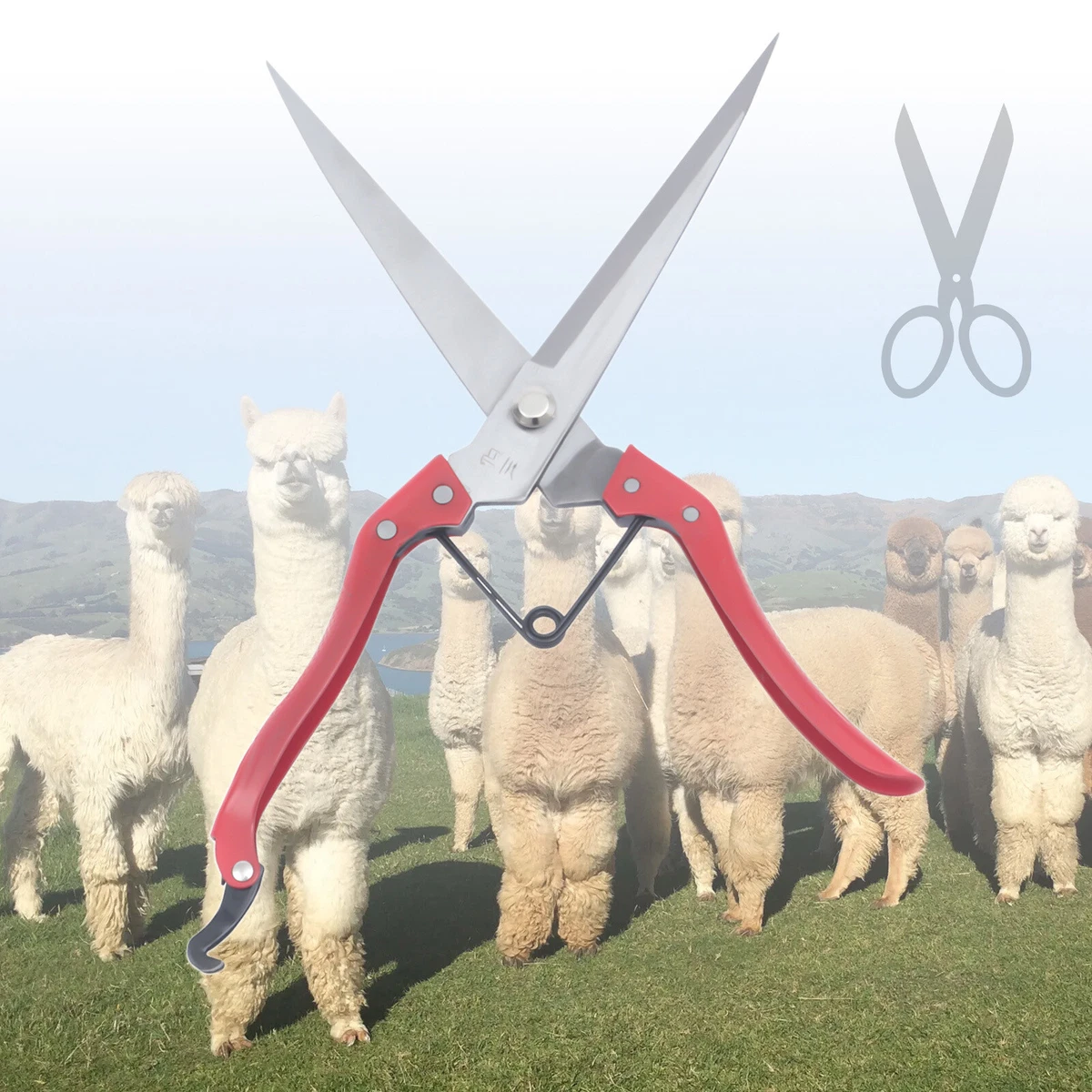 Shearing With Hand Shears Llamas