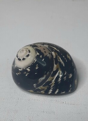 Beautiful Magpie Sea Shell, Hermit Crab | eBay