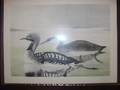 Original 1930 Rex Brasher #10 Hand Colored Bird Print Pacific Loon ...