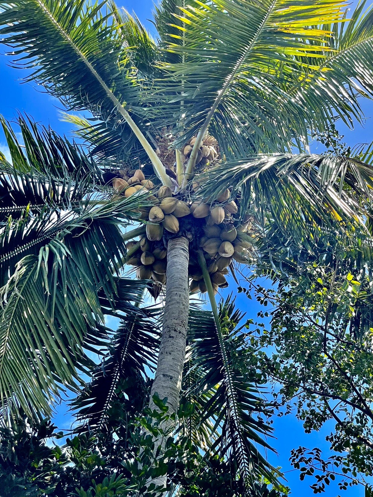 King Coconut Seed From Organic A 60ft Tree Residing In Sunny Boca Raton ...