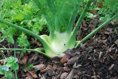 Florence Finale Fennel Seeds Vegetable Seeds Florence Fennel Seeds | eBay