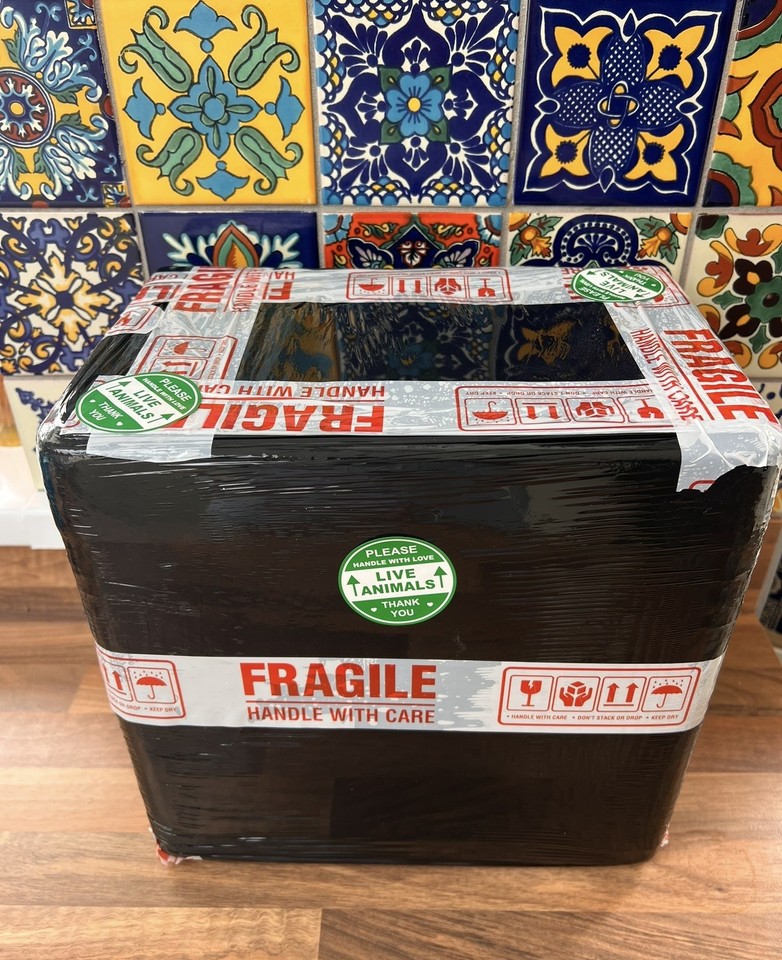 Montipora Frag Pack, 5 Frags and Free Special delivery! | eBay UK